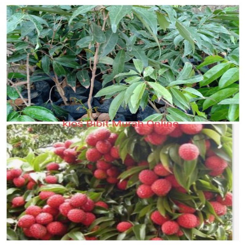 Jual Bibit Tanaman Buah Lecy Merah Okulasi Cepat Berbuah | Shopee Indonesia
