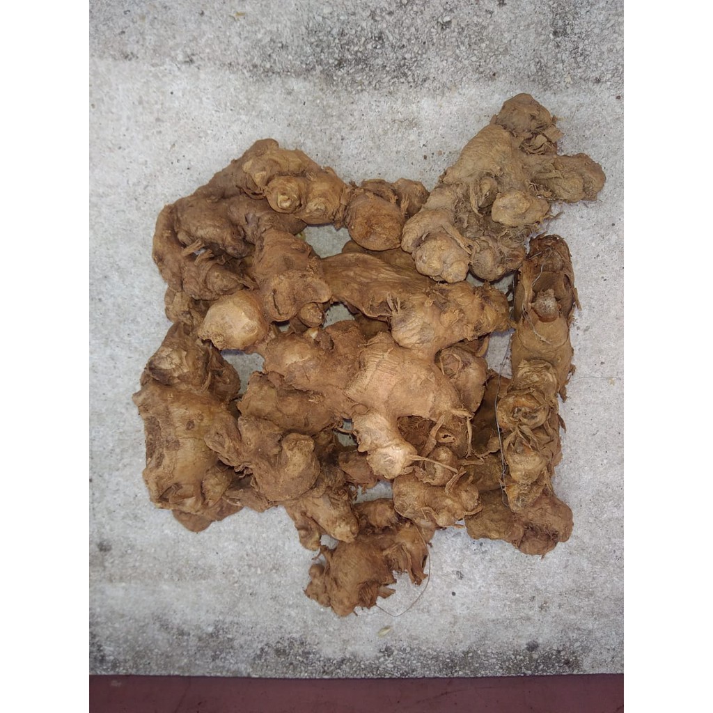 Jual Temu giring ~Bibit Temu kuning gajah ~Curcuma heyneana~Kg | Shopee ...
