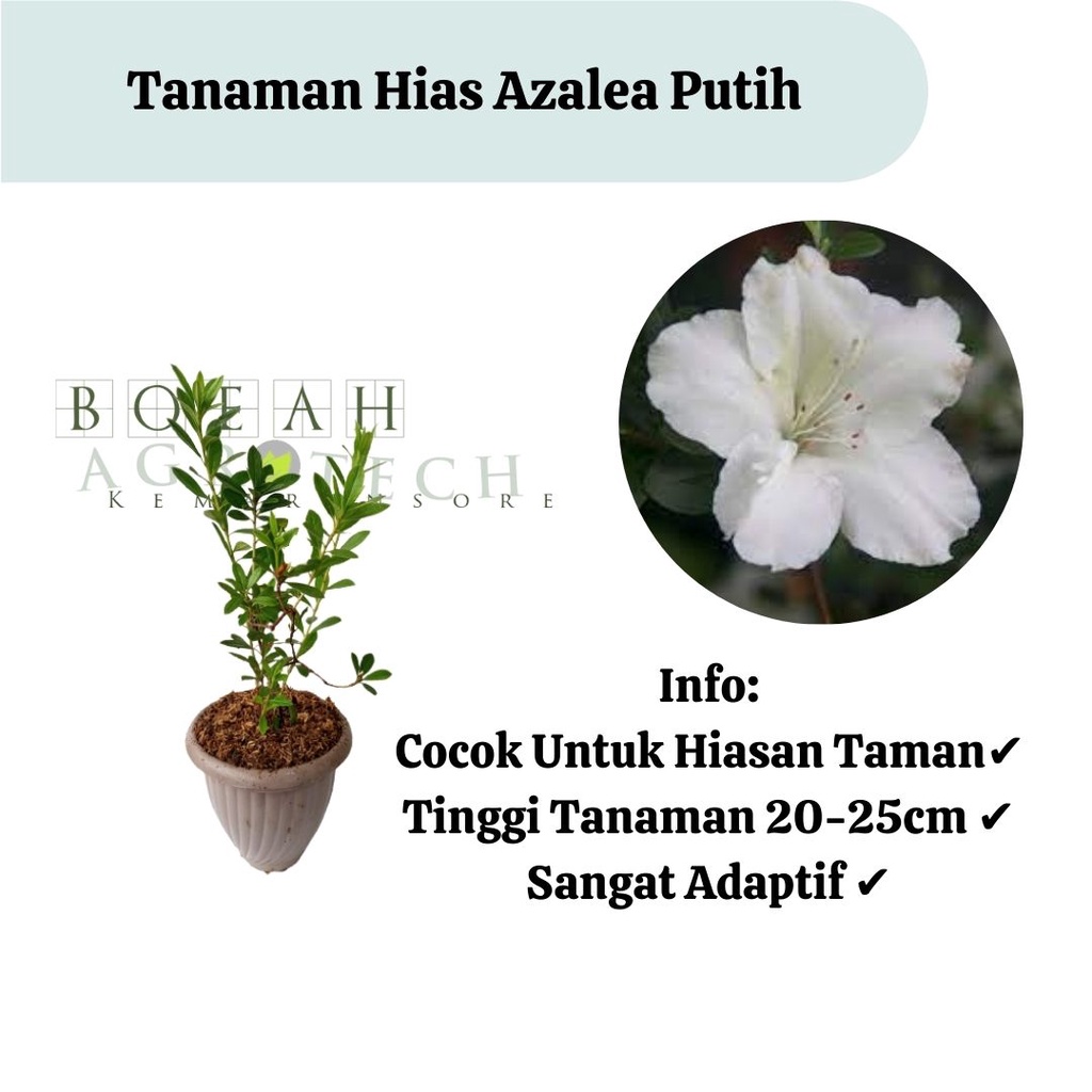 Jual Bibit Azalea Putih/Tanaman Hias Bunga Azalea Putih | Shopee Indonesia