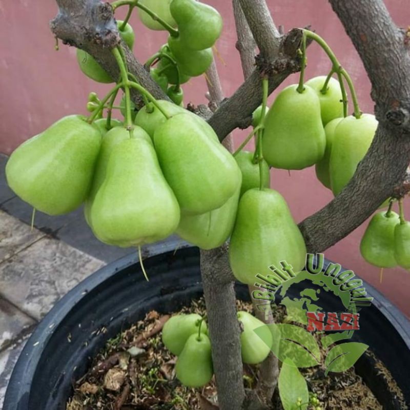 Jual Bibit Jambu Madu Deli Hijau Okulasi Super Tanaman bisa Tanam dalam ...