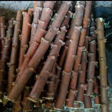 Jual stek batang singkong apuy pulen - singkong mentega - ketela bogor ...