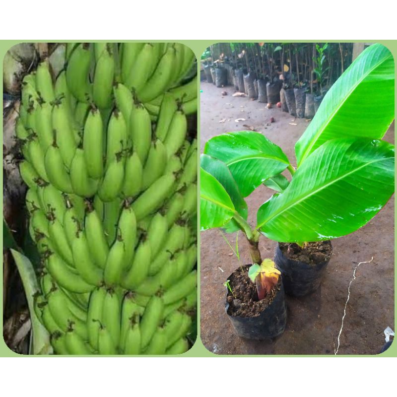 Jual Bibit Buah Pisang Raja Nangka Super | Shopee Indonesia