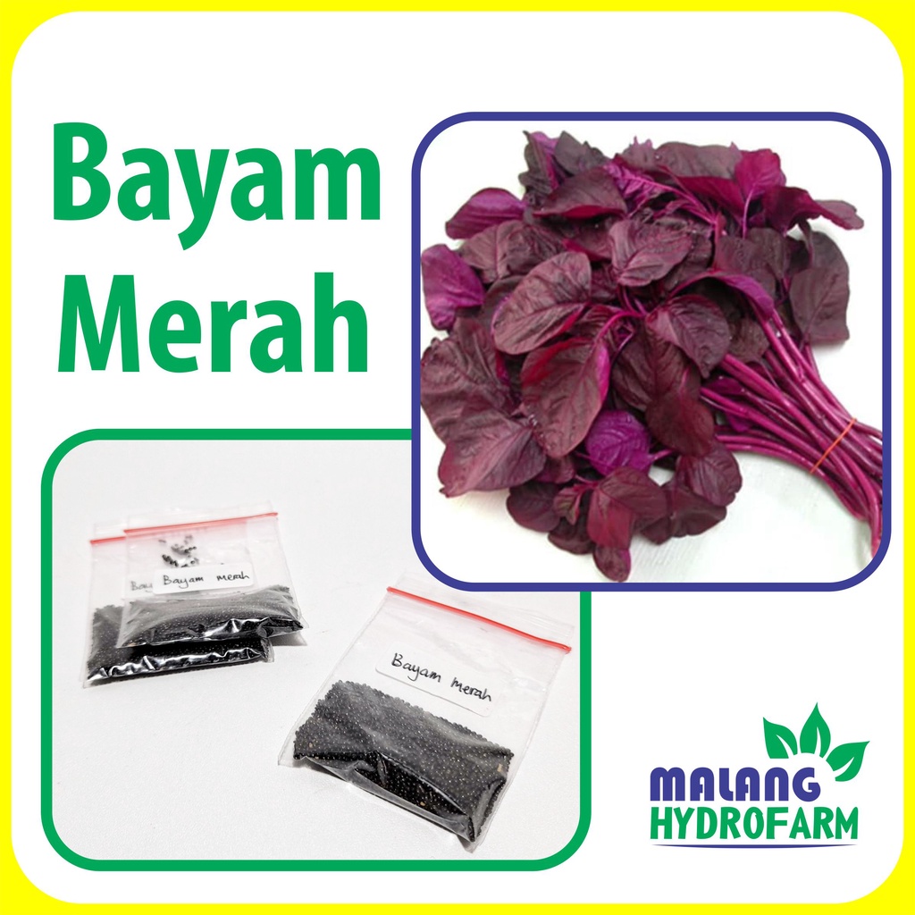 Jual Benih Bayam Merah Unggulan berkualitas biji bibit hydroponik ...