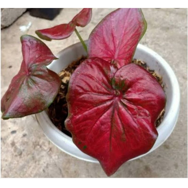 Jual caladium red stardust | Shopee Indonesia