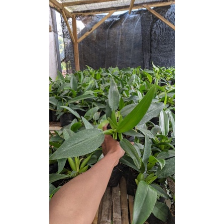 Jual Philo katak (real pict) - tanaman Philo martianum - bunga Philo ...