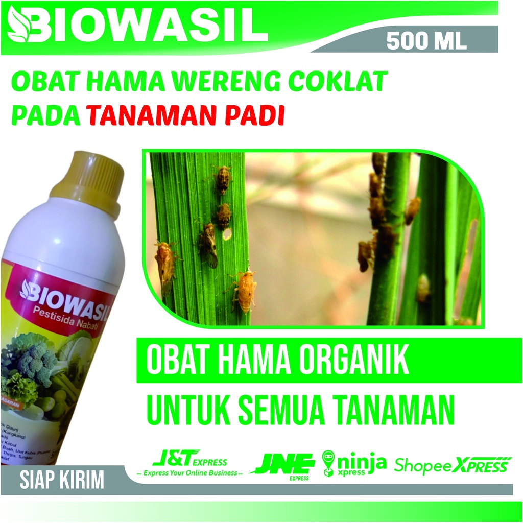Jual (REKOMENDED) Pestisida BIOWASIL 500 ML Obat Semprot Hama Wereng ...