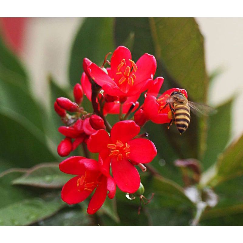 Jual Tanaman Hias Bunga Batavia Jetropha Stek Jarak Shopee Indonesia