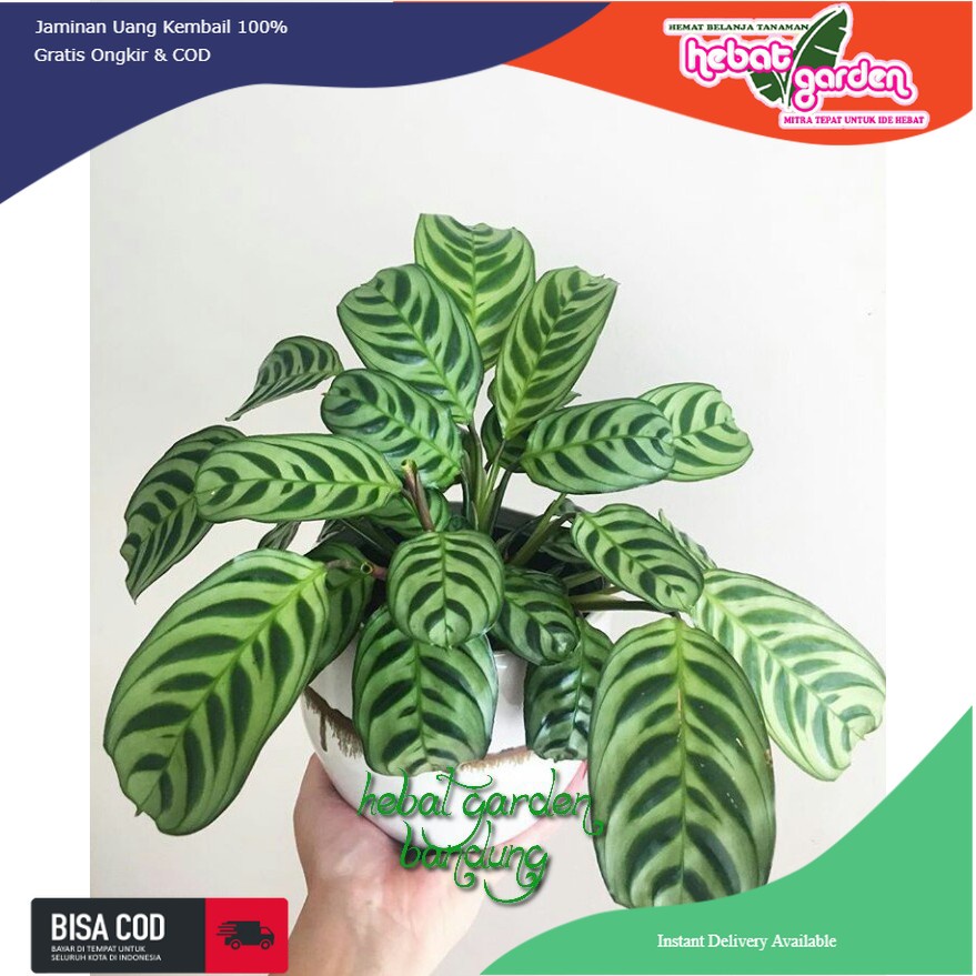 Jual Tanaman Maranta ekor merak - calathea burlemarx | Shopee Indonesia
