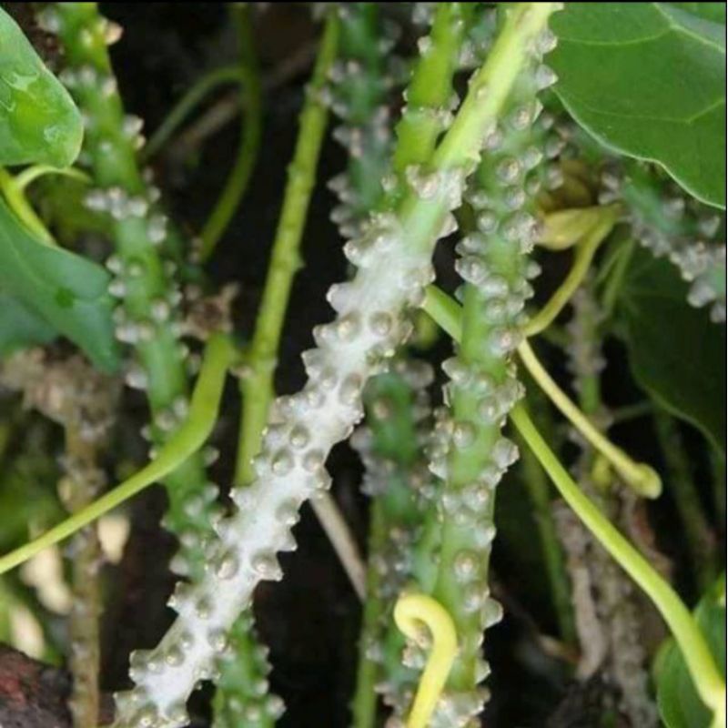 Jual batang brotowali atau patrawali segar harga per 30cm | Shopee ...