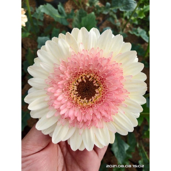 Jual bunga gerbera holand terbaru | Shopee Indonesia
