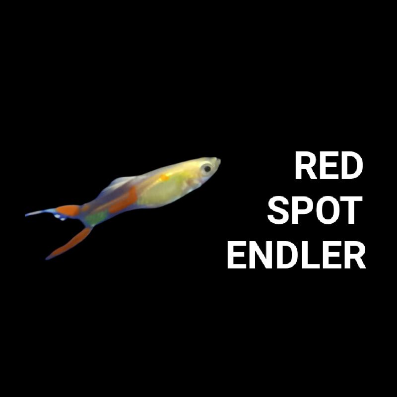 Jual Red Spot Endler | Shopee Indonesia