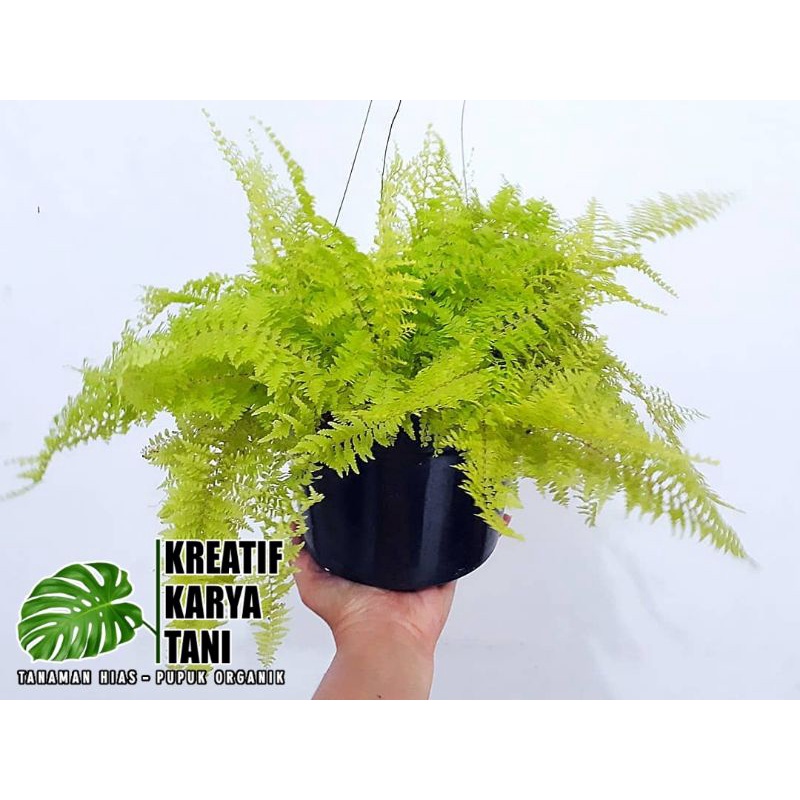 Jual PROMO !! Tanaman hias pakis embun - Pakis embun tanaman pot ...