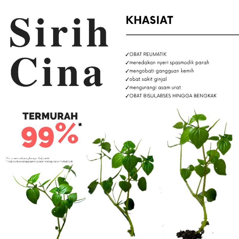 Jual daun sirih cina - sirih - cina - obat jerawat ginjal gangguan ...