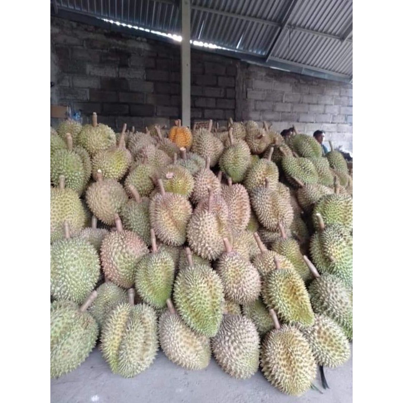 Jual Durian Montong Bali/ Duren Bali/ Durian Singaraja/ Duren KanE Buleleng | Shopee Indonesia