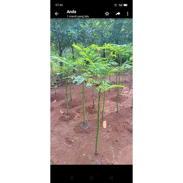 Jual pohon solodium( pakis brazil) | Shopee Indonesia