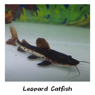 Jual Ikan Catfish Terlengkap & Harga Terbaru Januari 2025 | Shopee ...