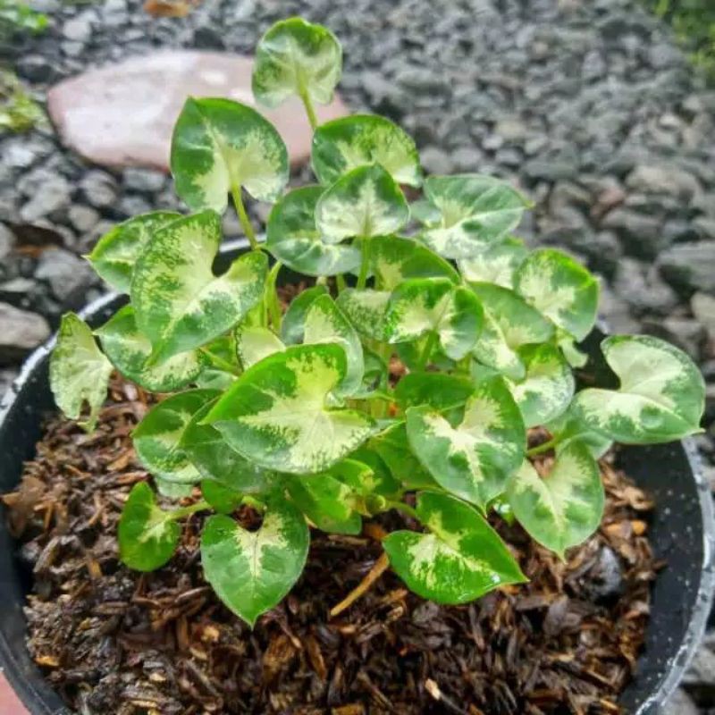Jual Tanaman Hias Keladi Mini /Tanaman Bunga Hias Keladi Liliput ...