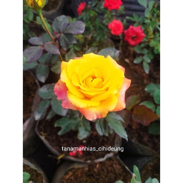 Jual mawar lidah api (bibit) | Shopee Indonesia