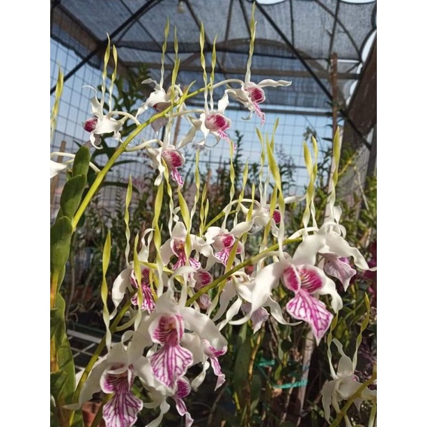 Jual Anggrek Dendrobium Stratiotes dewasa | Shopee Indonesia