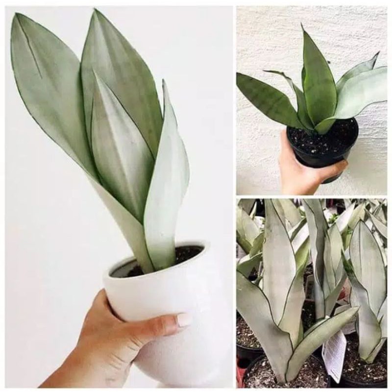 Jual Bibit tanaman hias sensivera moonsein - Tanaman hias indoor ... Jual Bibit tanaman hias sensivera moonsein - Tanaman hias indoor ...