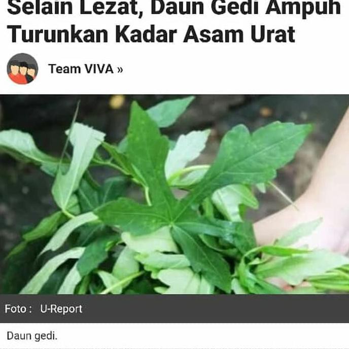 Jual daun gedi penyubur kandungan / daun gedi bubur manado ratele992 ...