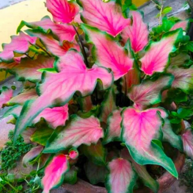 Jual Tanaman hias chaladium keris merah - keladi keris | Shopee Indonesia