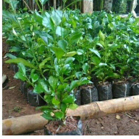 Jual bibit pohon tetean/tetehan | Shopee Indonesia