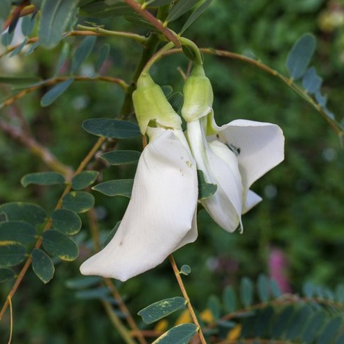 Jual bibit tanaman pohon turi putih | bunga putih | Shopee Indonesia