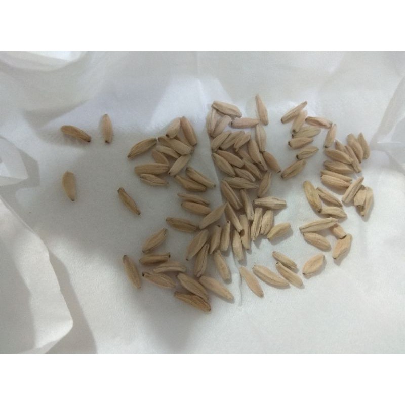 Jual Biji Adenium AY x KHZ DD isi 10 biji | Shopee Indonesia