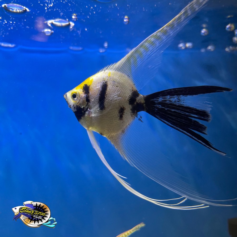 Jual Ikan Hias Aquascape Manfish Slayer Yellowkoi Marble Big Dorsal ...