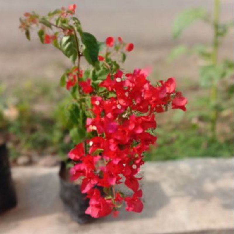 Jual PROMO!!TANAMAN HIAS BUGENVIL BUNGA KERTAS//MERAH CABAI | Shopee ...