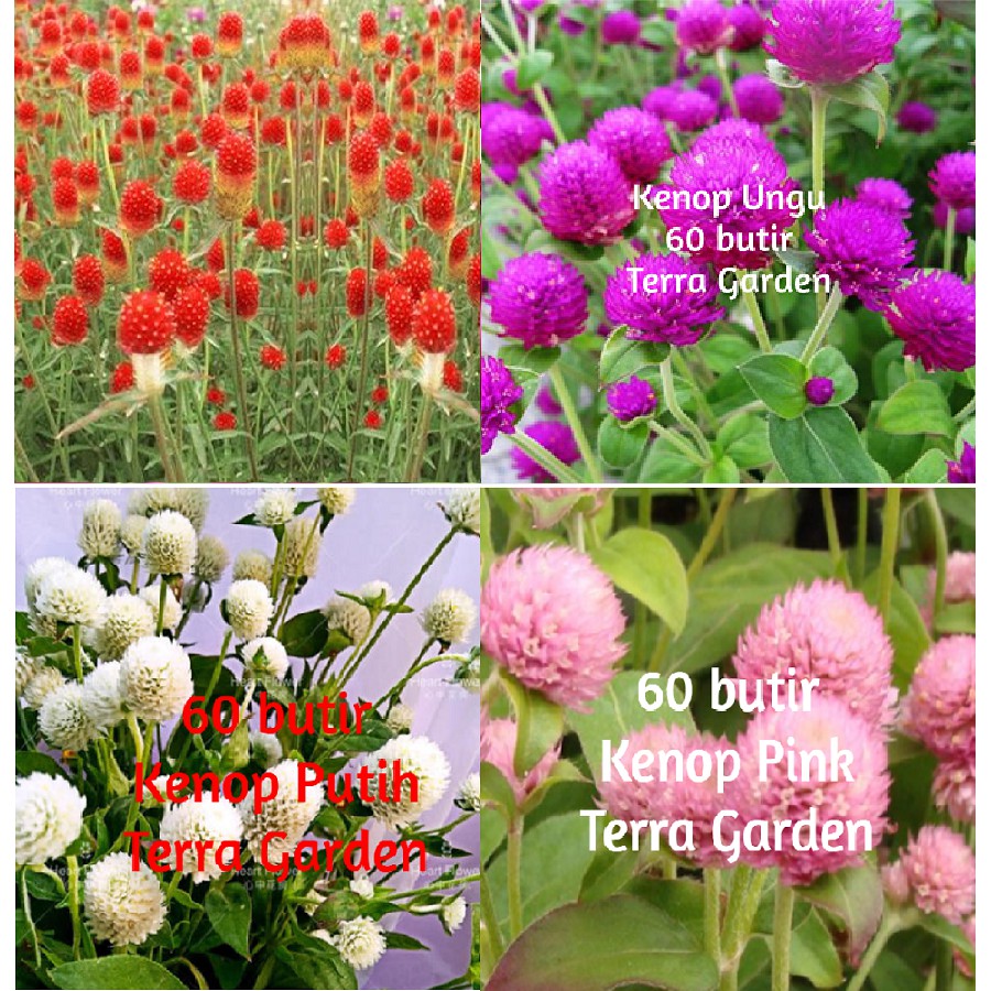 Jual 60 Biji Benih Bunga Kenop Merah Putih Pink Gomphrena Bunga Kancing ...
