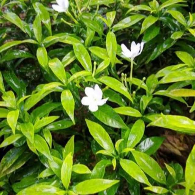 Jual Tanaman sabrina golden - rambosa mini - rambosa gold - tanaman ...