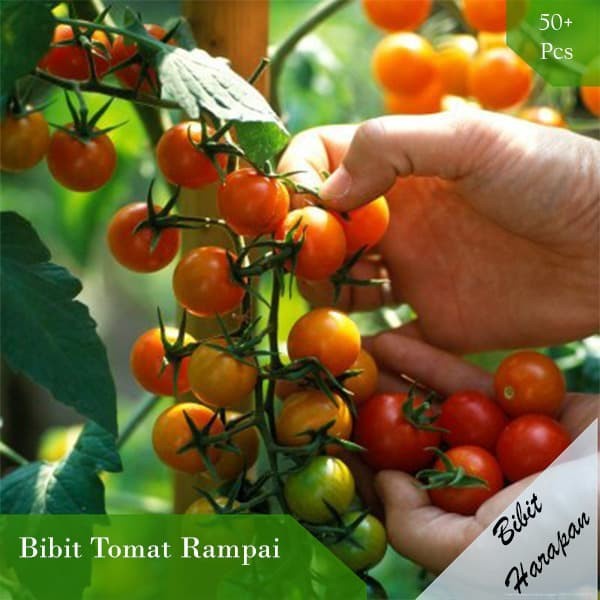 Jual Bibit Benih Tomat Red Beefsteak Benih Bibit Tomato Bibit Unggul ...