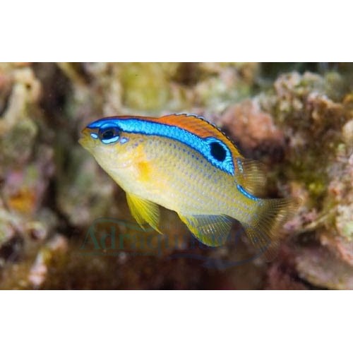 Jual (INSTANT BANDUNG) IKAN HIAS AIR LAUT BETOK STRIP CHRYSIPTERA ...