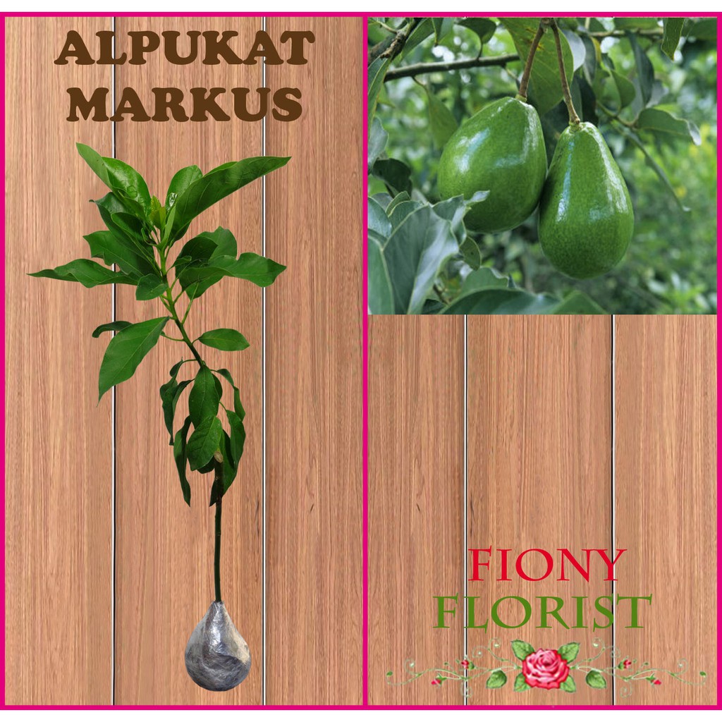 Jual Tanaman Alpukat Markus (Tinggi 40-60 cm) | Shopee Indonesia