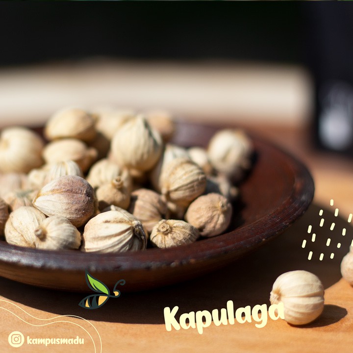 Jual Kapulaga Organik Kapulaga Putih Bersih Organik Bahan Herbal JSR ...
