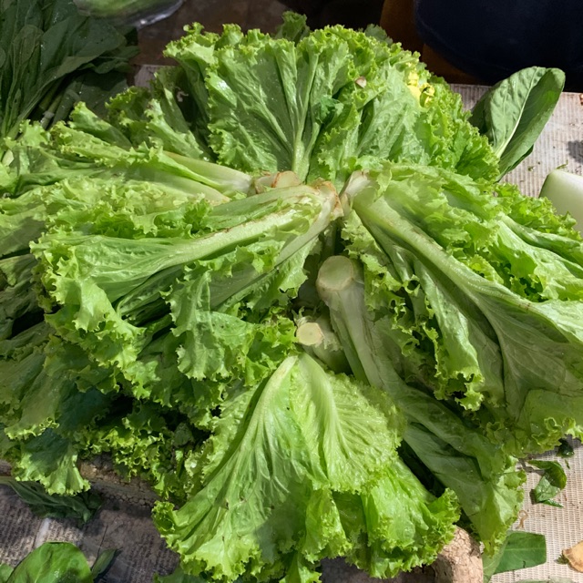 Jual Selada keriting segar | Shopee Indonesia