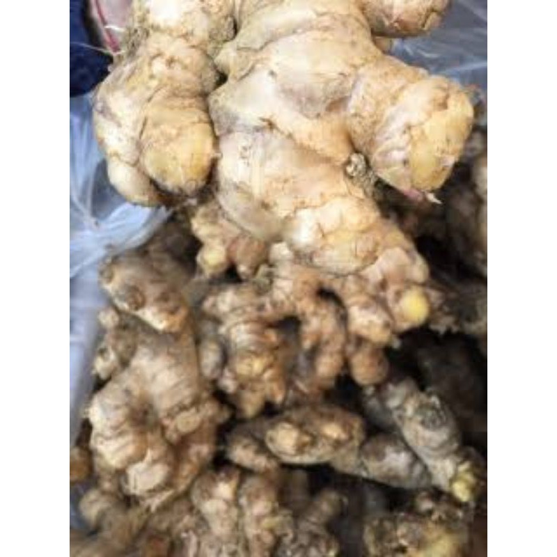 Jual Jahe Gajah | Jahe besar | Jahe jumbo| Jahe putih segar Murah berat ...