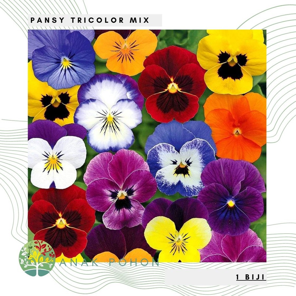 Jual Benih Bibit Biji - Bunga Pansy Tricolor Mix (Viola × wittrockiana ...