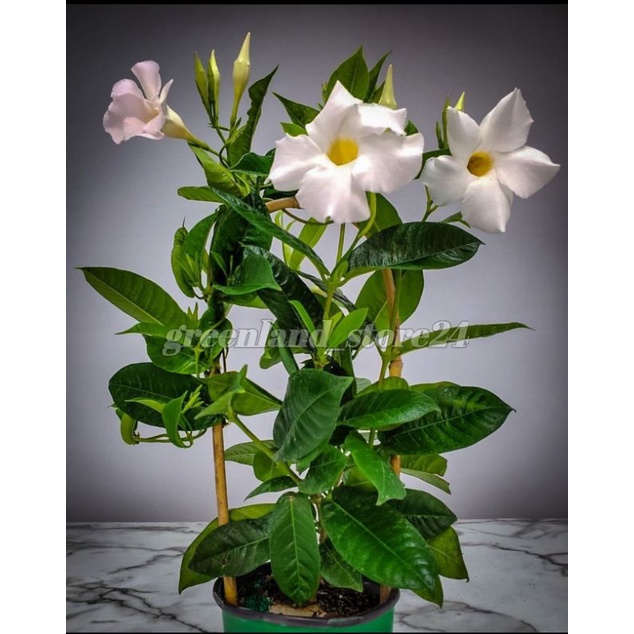 Jual tanaman bunga rambat mandevilla bunga putih - mandevilla - tanaman ...