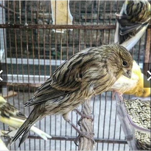 Jual JUAL BURUNG KENARI AF SUPER AFS RASA F1 YS SEPASANG JANTAN BETINA ...