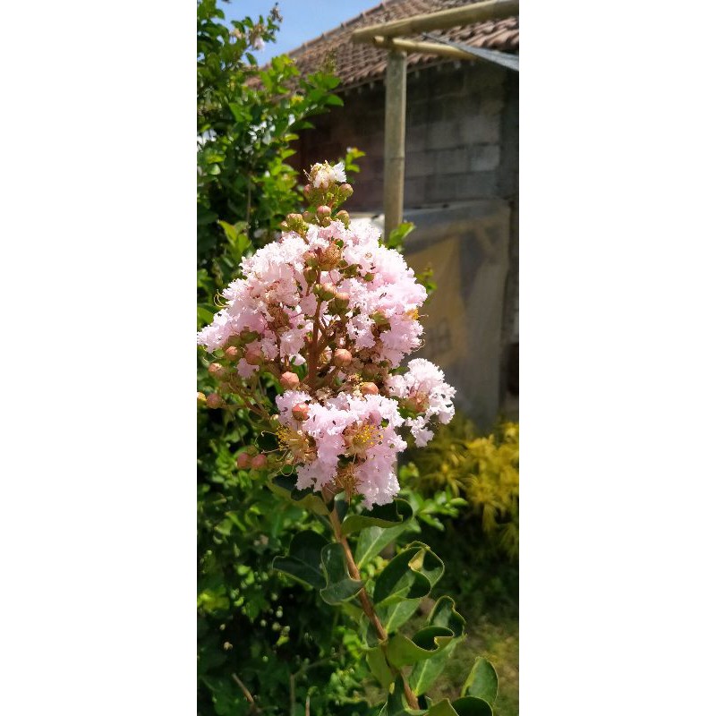Jual Tanaman White Crape Myrtle - Keindahan Bunga Putih yang Menawan ...