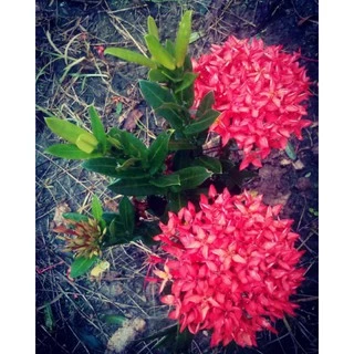 Jual Bunga Asoka Terlengkap & Harga Terbaru Februari 2025 | Shopee ...