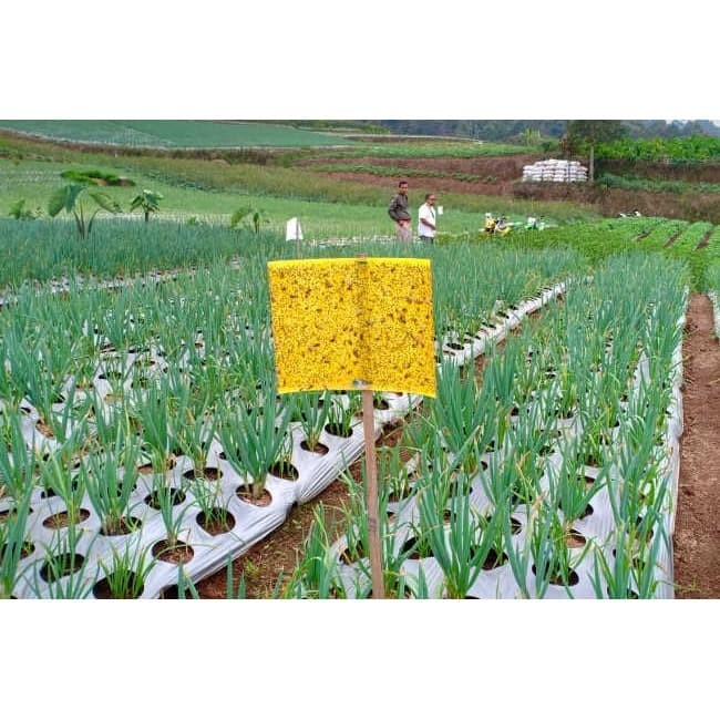 Jual Likat Kuning - Perangkap hama Tanaman 20x25cm - Yellow Trap ...