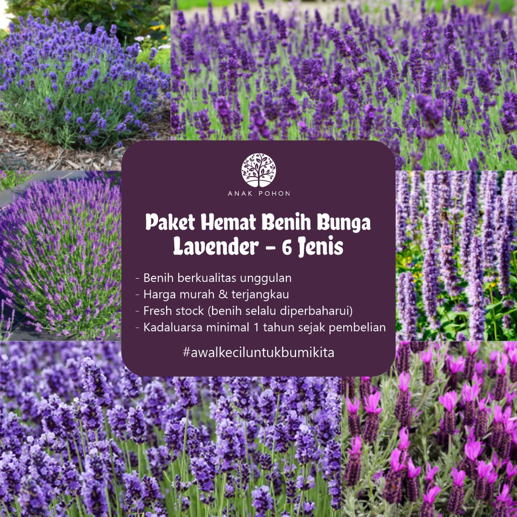 Jual PAKET HEMAT - Benih Bunga Lavender 6 Variant Herb Seeds - Total 60 ...