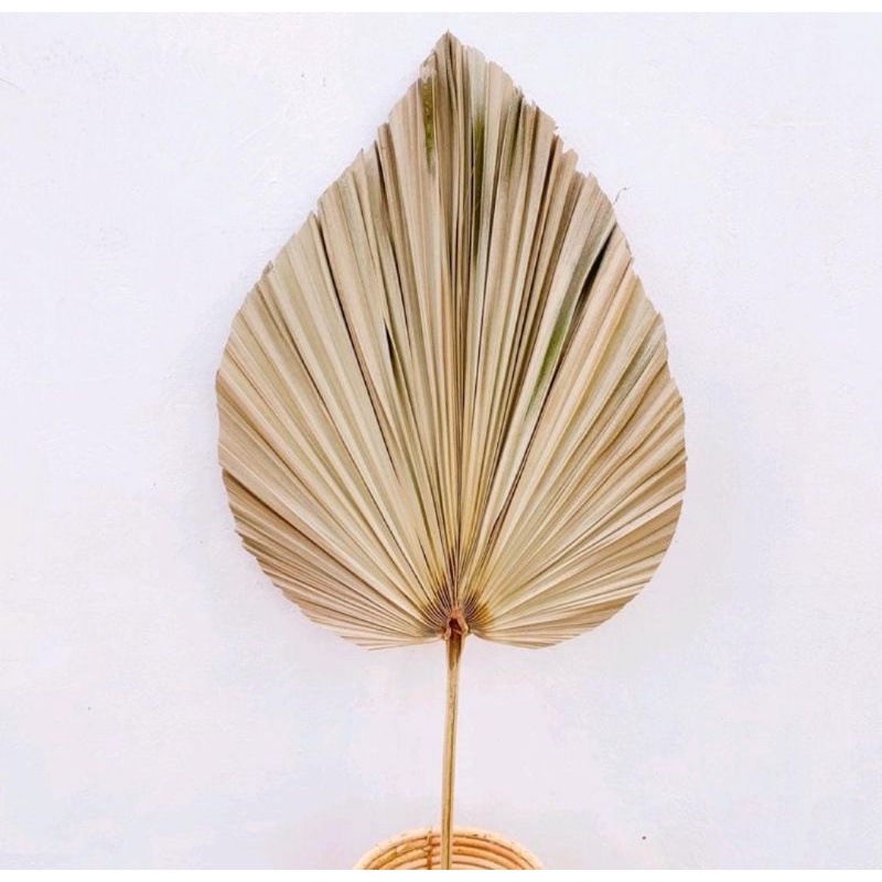 Jual Daun Palm Kering / Daun Palem Kering / Dekorasi Rustic / Daun ...