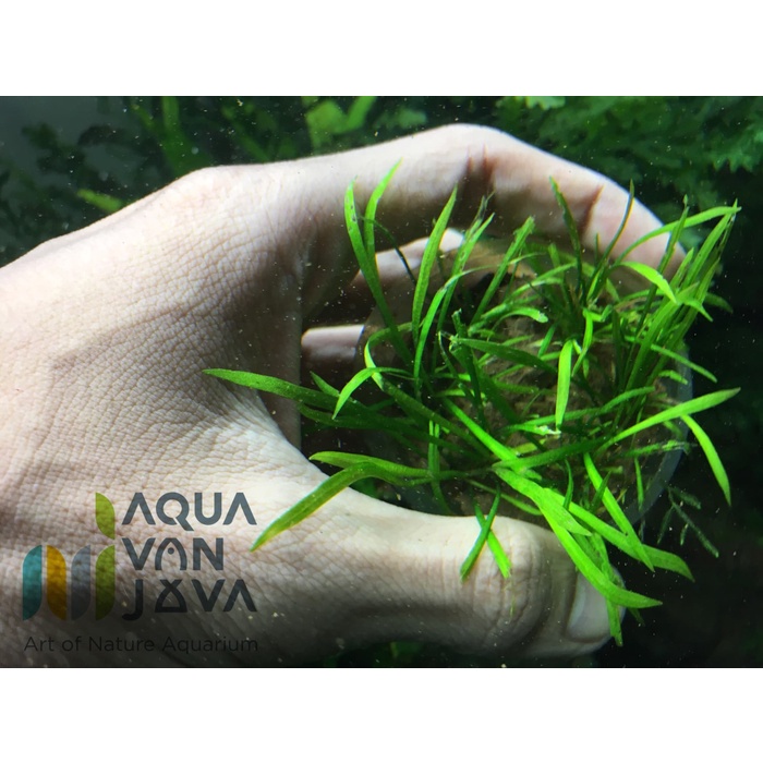 Jual Dinding-Hiasan- Helanthium Tenellum / Echinodorus Tenellus ...