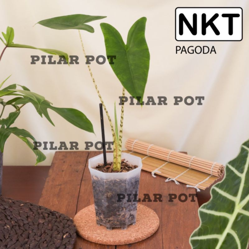 Jual POT BUNGA TANAMAN MINI NKT PAGODA 10 BENING TRANSPARAN - NKT ...