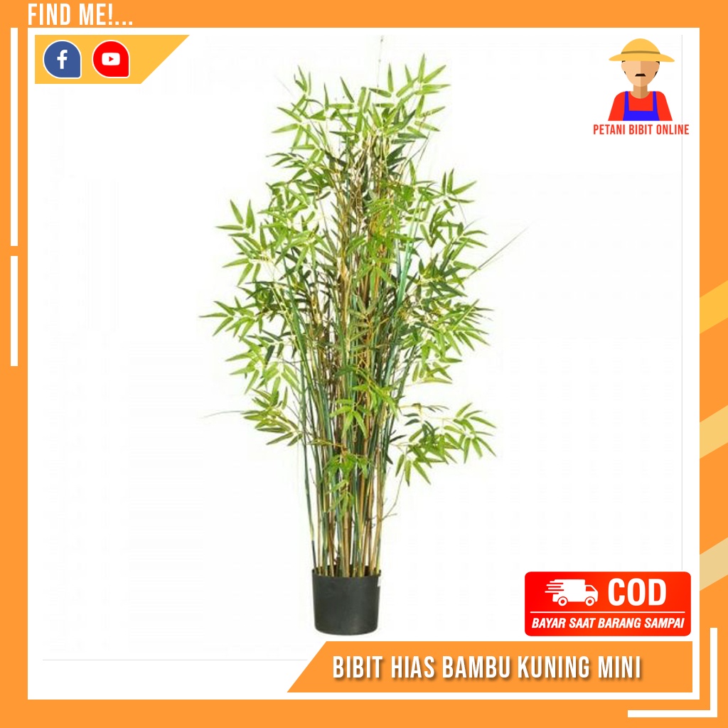 Jual Bibit Tanaman Hias Bambu Kuning Mini Cocok Ditanam | Shopee Indonesia